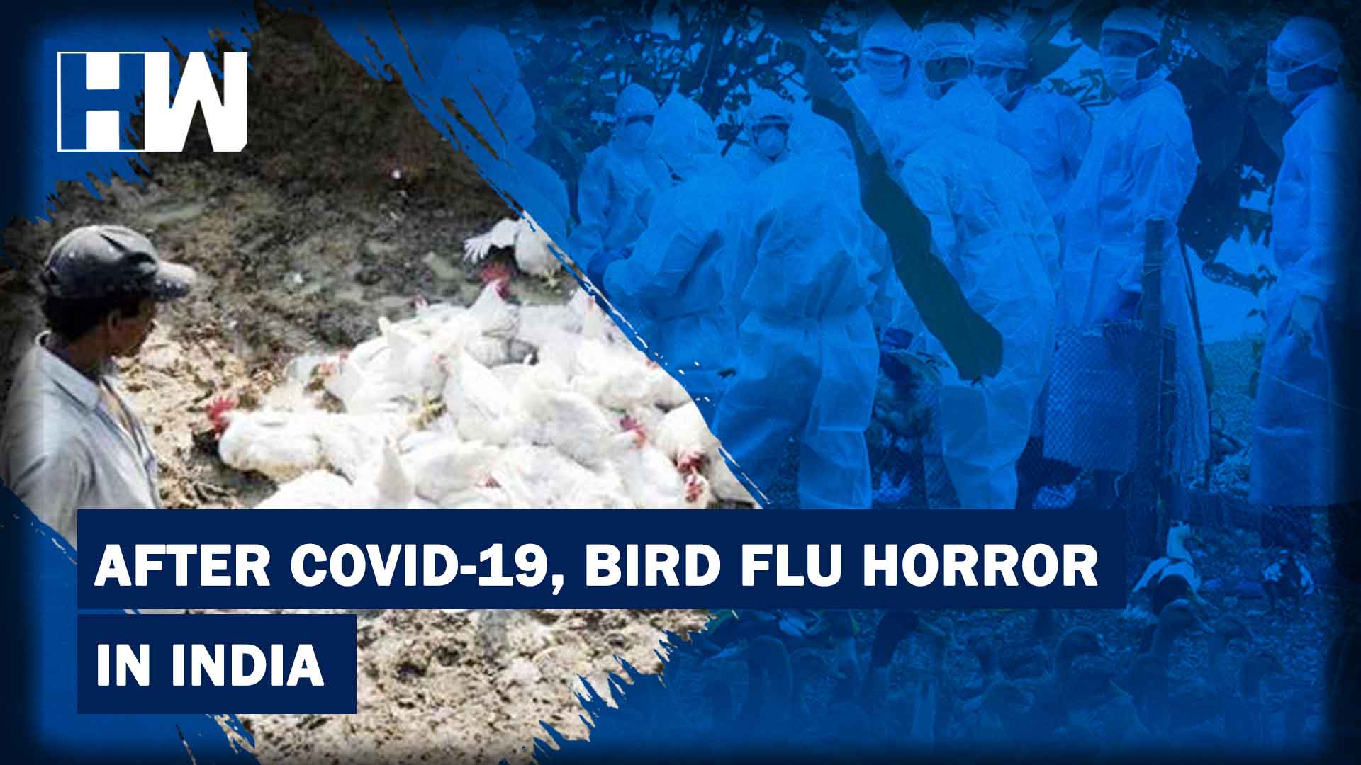 After Covid-19, Bird Flu Scare In India, More Than 1 Lakh Poultry Birds ...