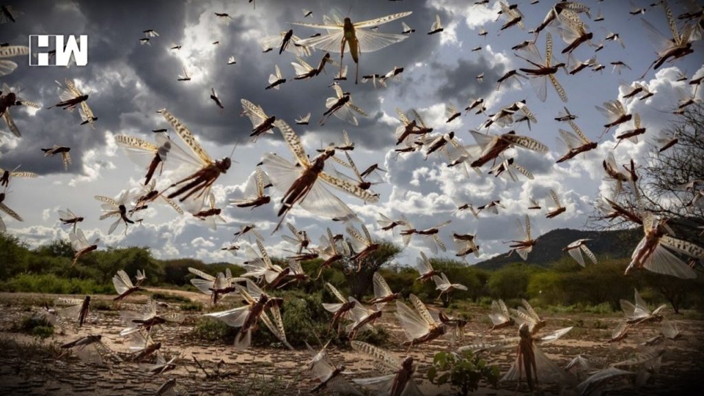 Locust Attack: Devastating Pests Take Over Jaipur, Farmers Worried ...