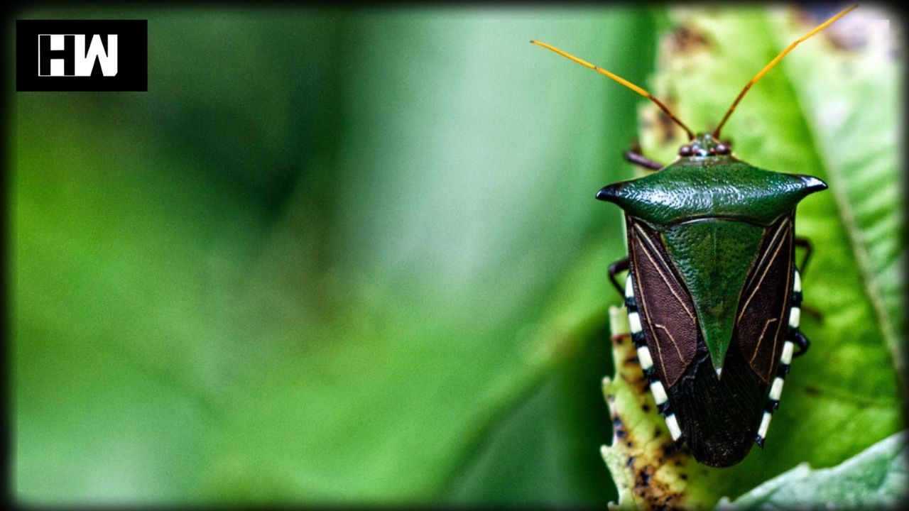 Biodiversity commitment builds hope for ‘living in harmony with nature ...