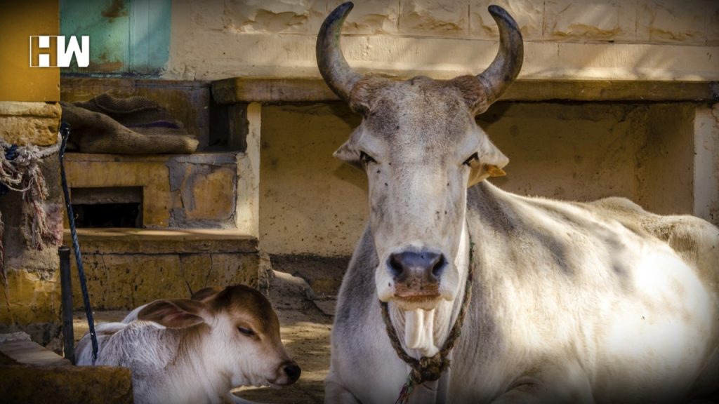 Assam: Over 4 Dozen Cattle Seized From Smugglers In Nagaon District ...