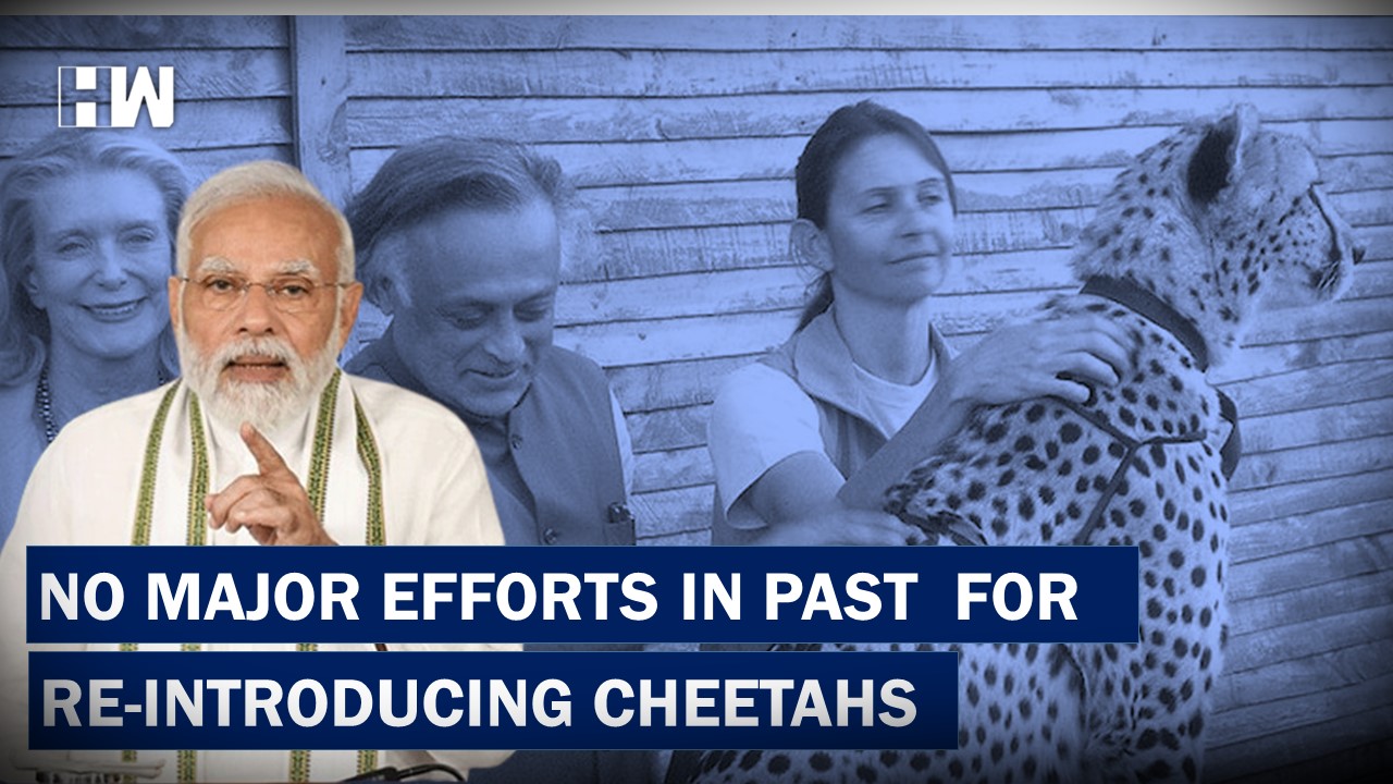 "Unfortunate That No Construtice Efforts Made To Re-Introduce Cheetahs ...
