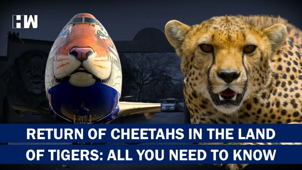 The Return Of Cheetah: When And How They Are Been Brought To India - HW ...