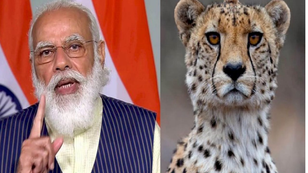 PM Modi To Release Eight Cheetahs In MP's Kuno National Park - HW News English