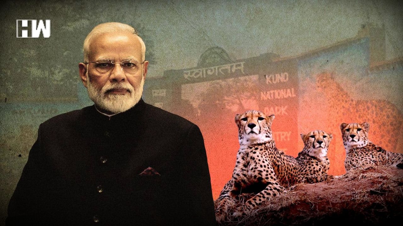 In Kuno National Park PM Narendra Modi Releases Eight Cheetahs - HW News English