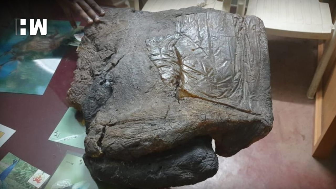 Whale Vomit Worth ₹ 10 Crore Seized In UP, Smuggler Arrested - HW News ...