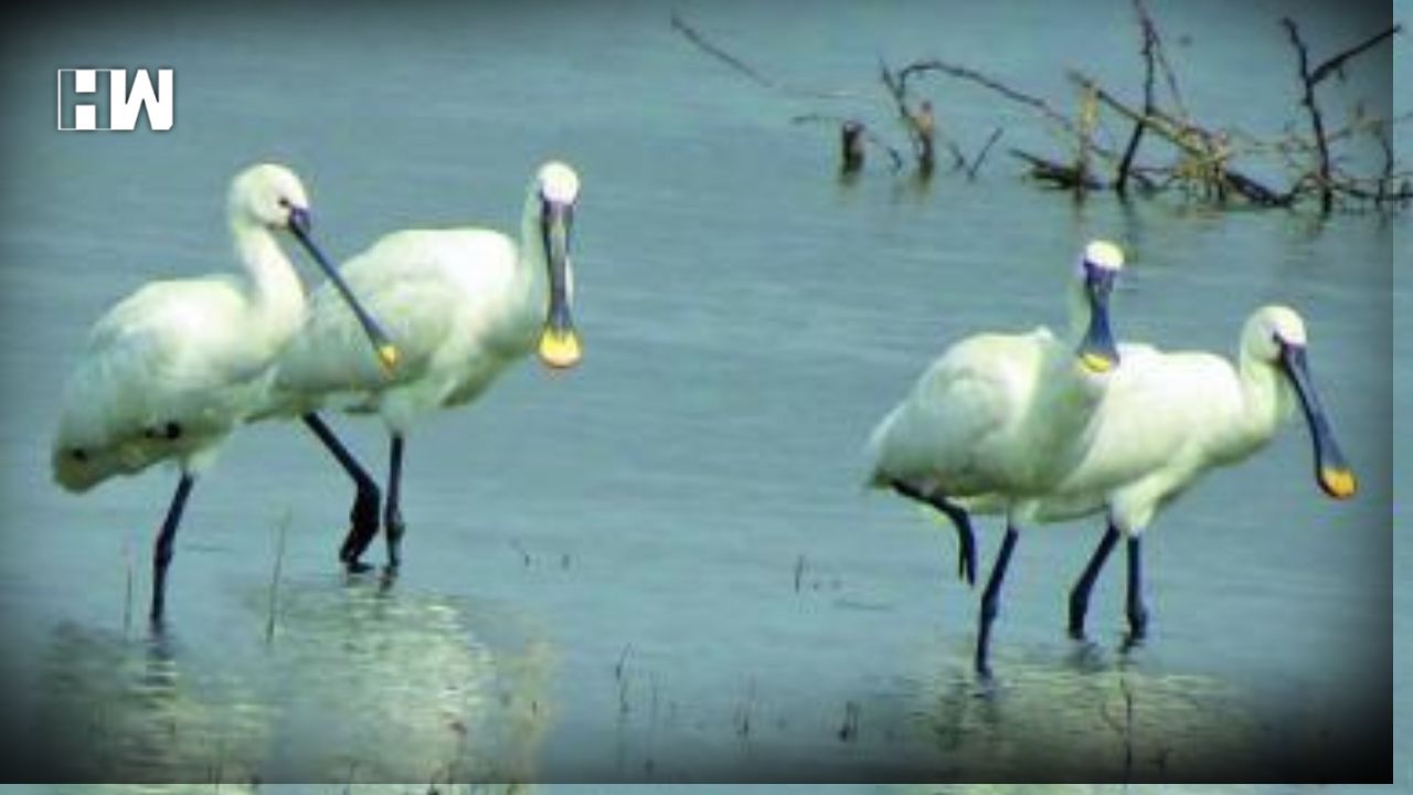 Nagpur: Annual Asian Waterbird Census Underway, Exotic Birds Spotted ...