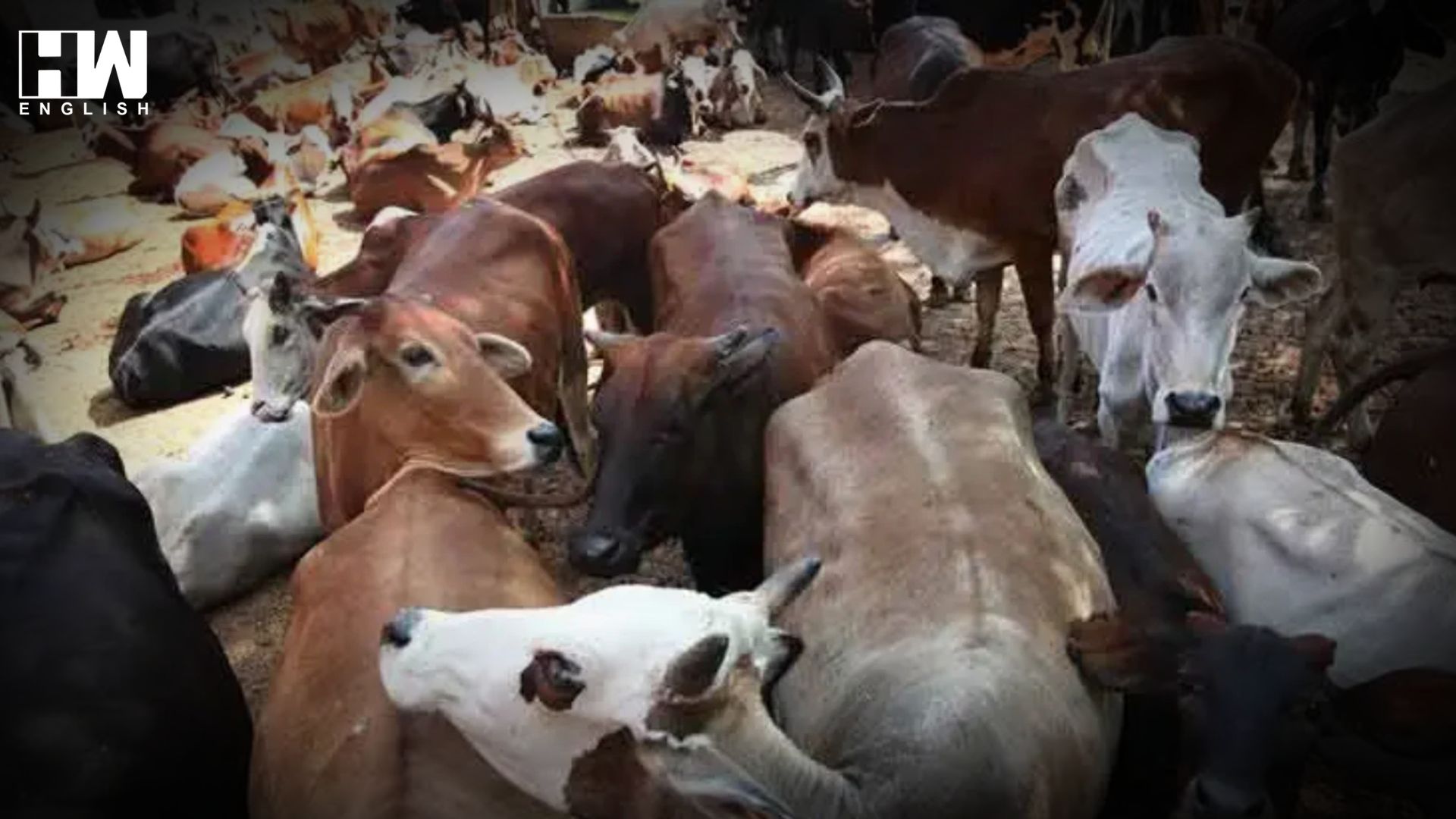 Goa: Beef Traders On Strike After Clash With Cow Vigilantes - HW News ...